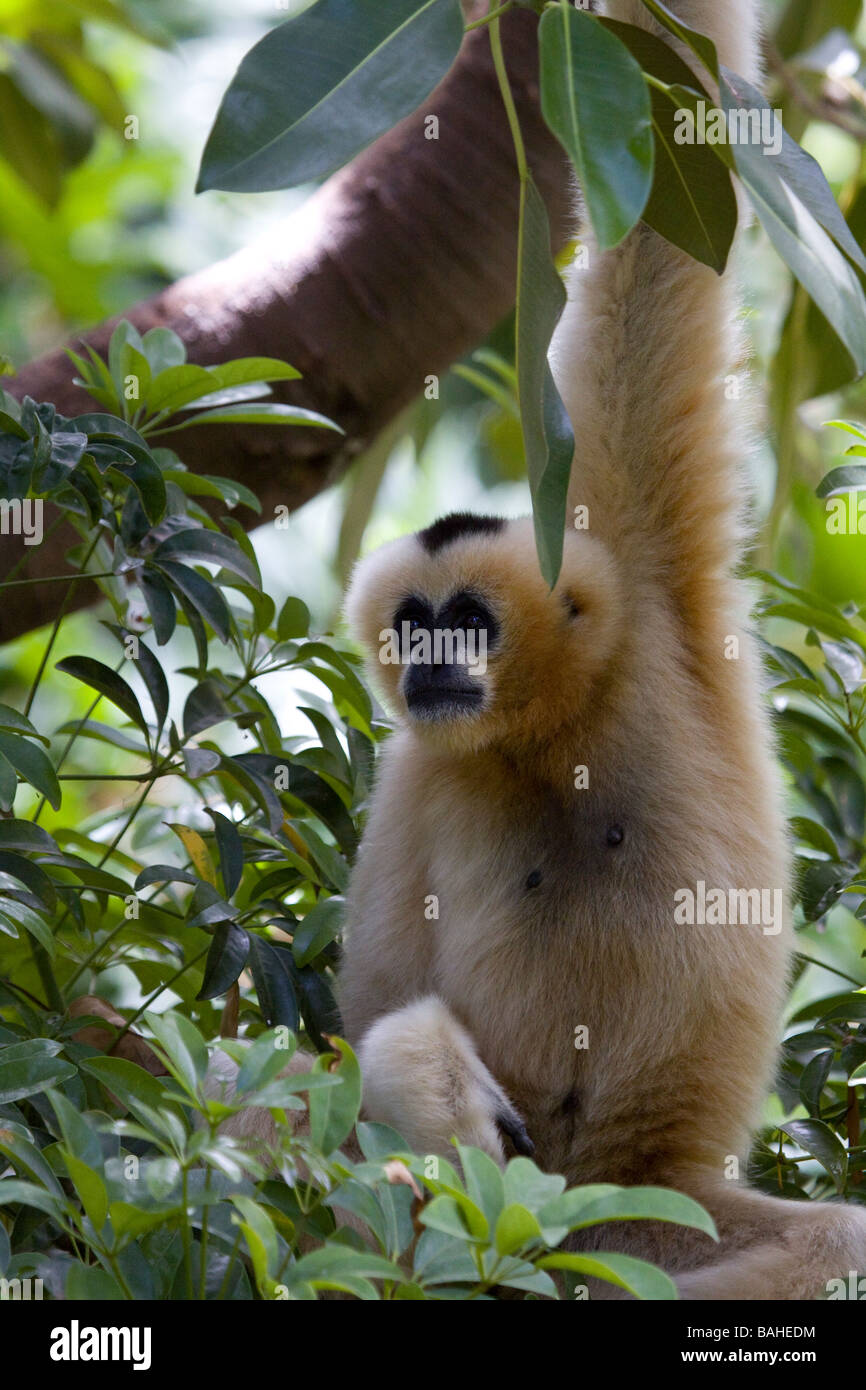 Monkey resting hi-res stock photography and images - Alamy