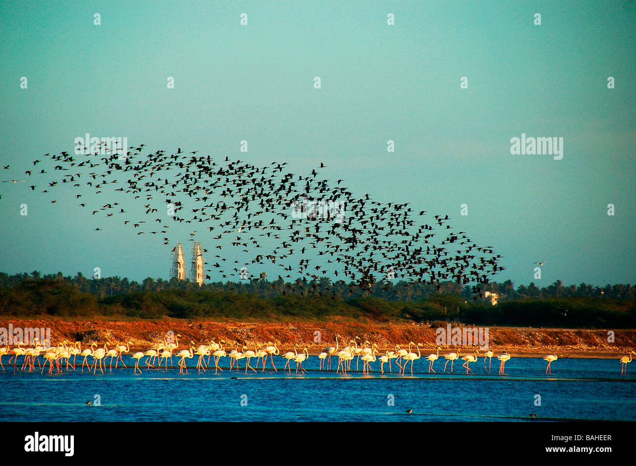 formation flying by Glossy ibis Stock Photo - Alamy