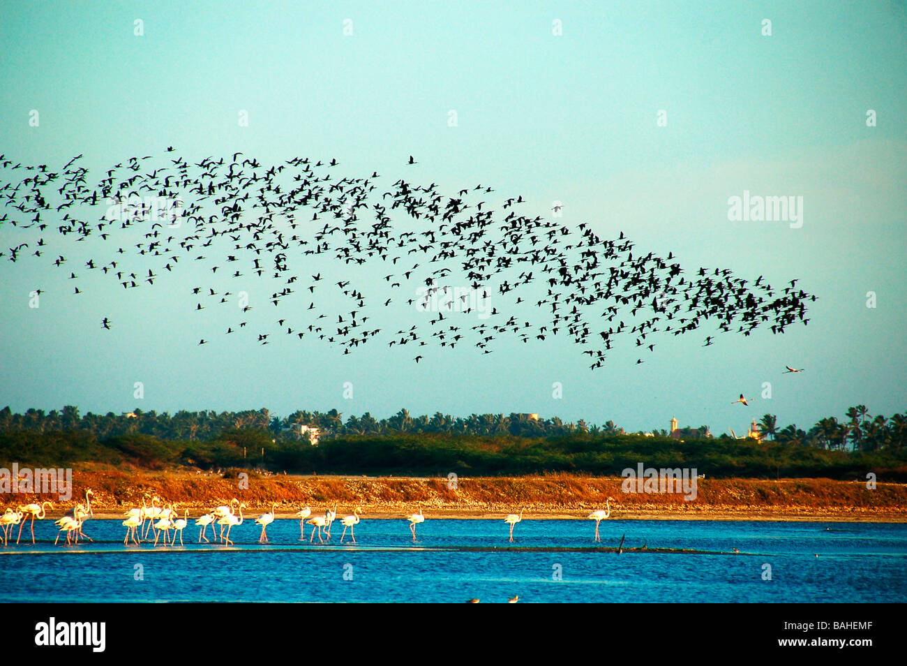 formation flying by Glossy ibis Stock Photo - Alamy