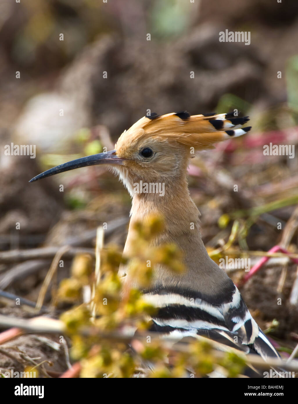 Hoopoes Upupa epops in the spanish sun Stock Photo - Alamy