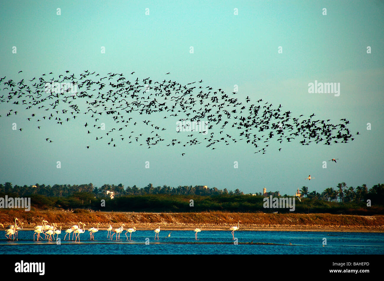 formation flying by Glossy ibis Stock Photo - Alamy