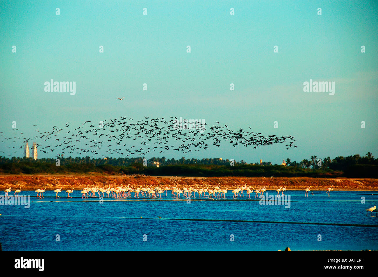 formation flying by Glossy ibis Stock Photo - Alamy