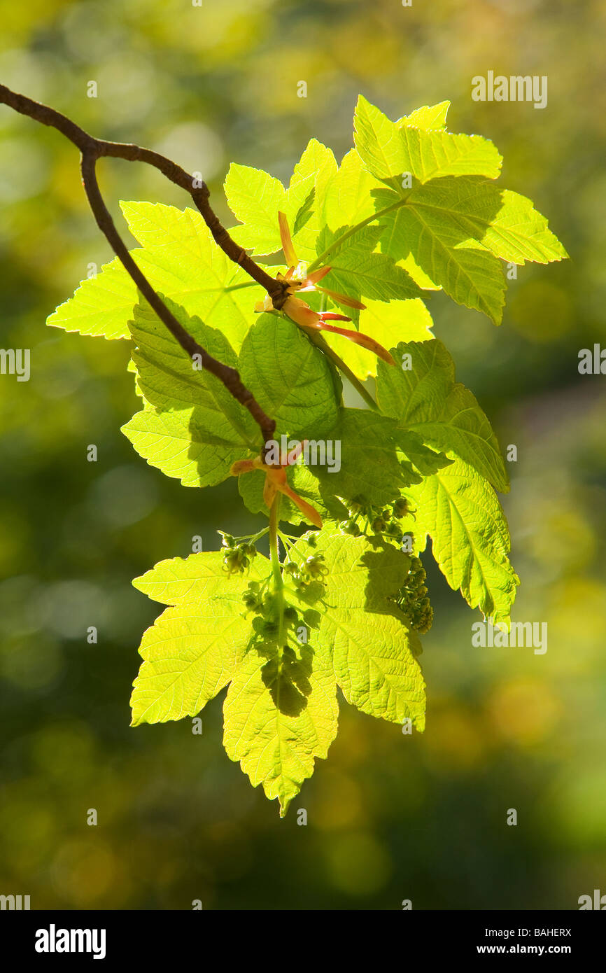 Sycamore Tree Leaves