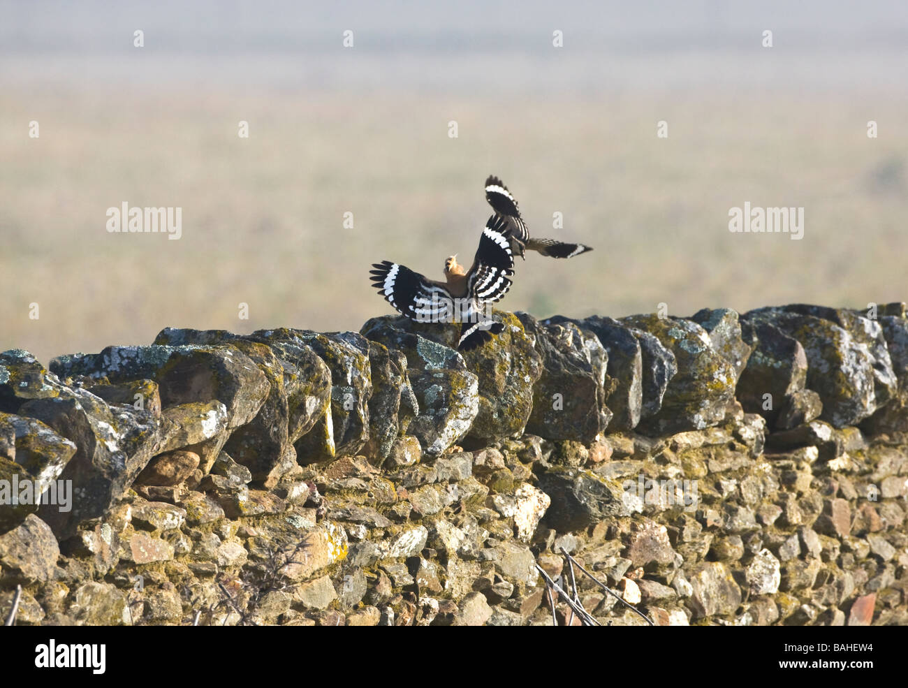 Hoopoes Upupa epops fight over territory on stone wall Extremadura ...
