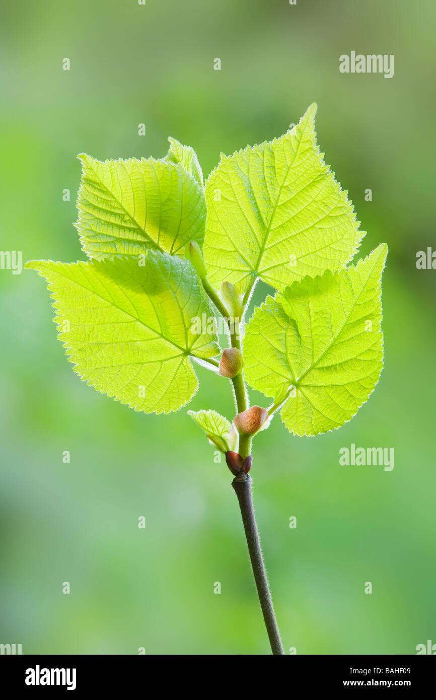 New green tree leaves in an English woodland during spring Stock Photo ...
