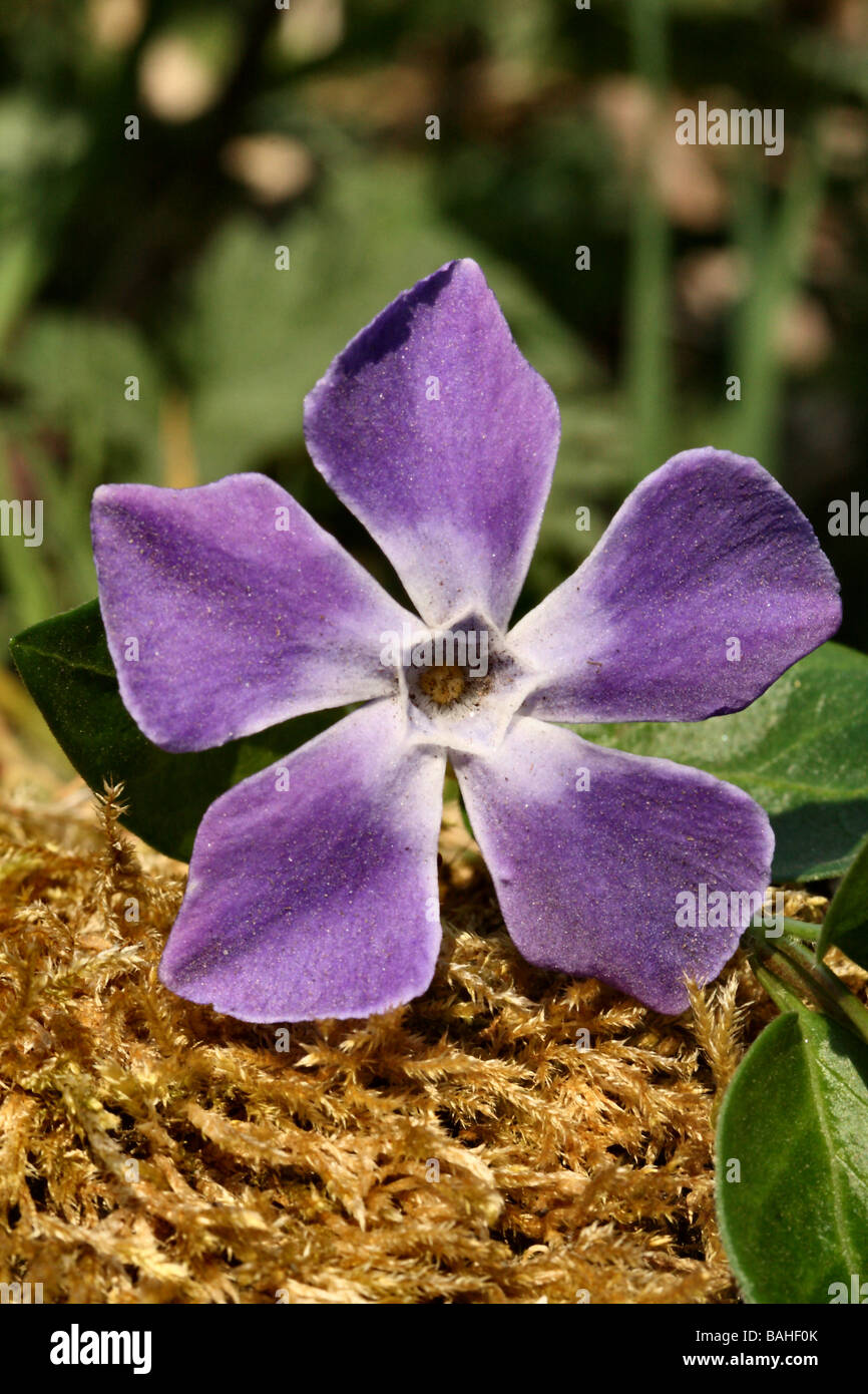 Periwinkle Flower Vinca minor Family Apocynaceae macro close up detail ...