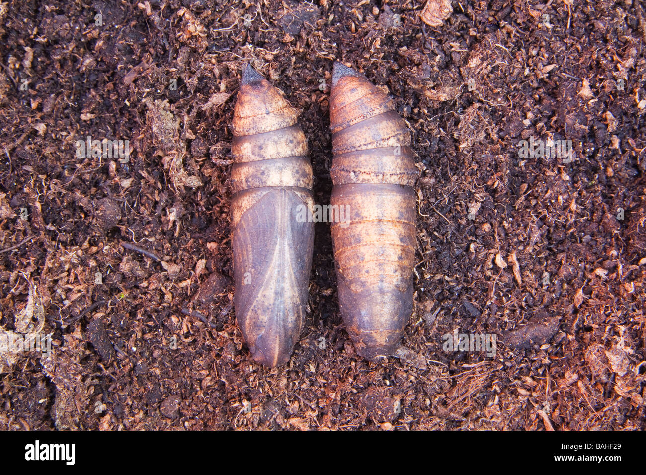 Two Elephant Hawk Moth (deilephila elpenor) pupas Stock Photo - Alamy