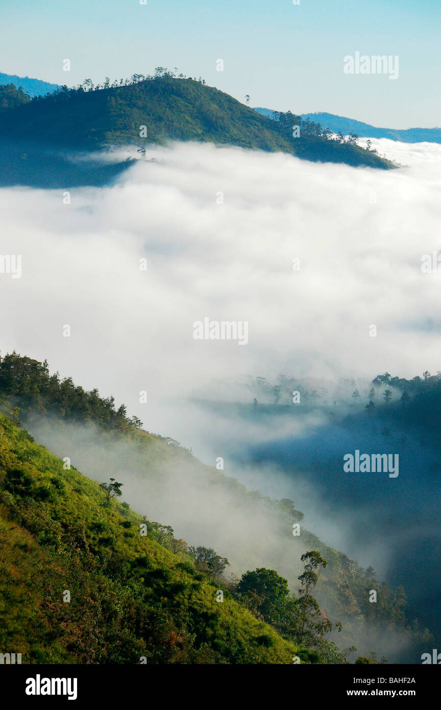 Parunthu hi-res stock photography and images - Alamy