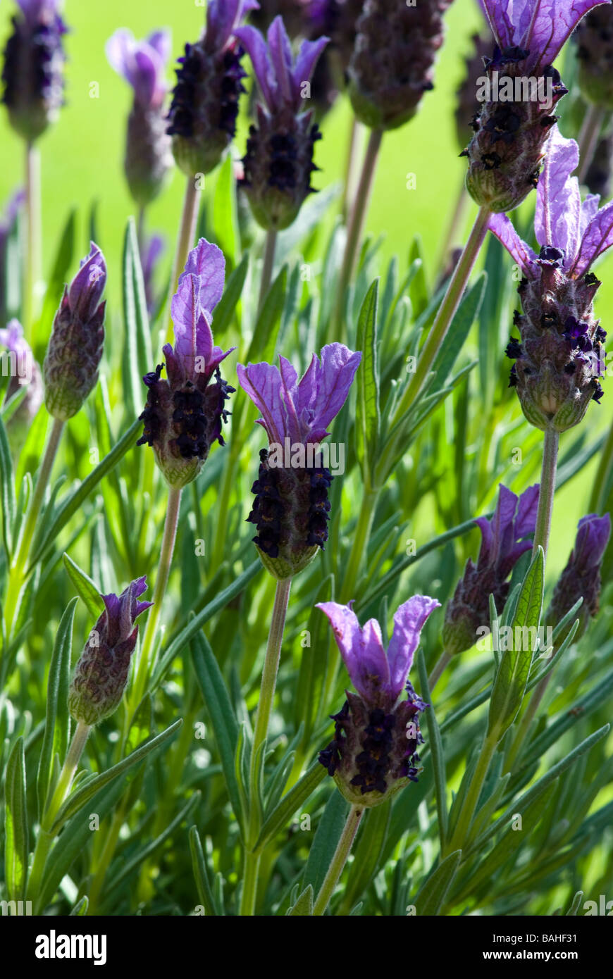 Lavandula Stoechas, Lavender. Summer flowering shrub. Close up of ...