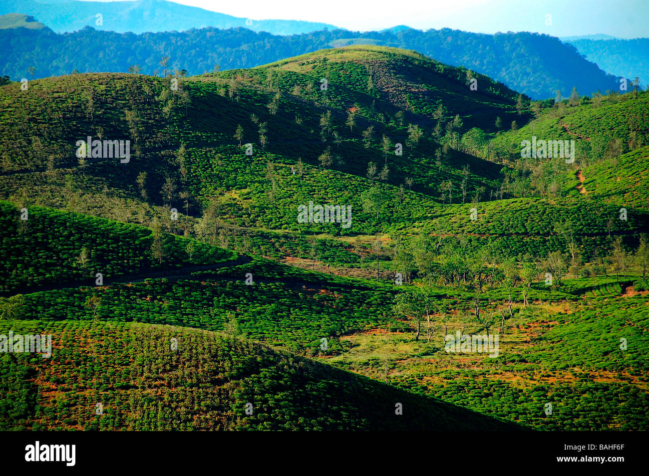 Parunthu hi-res stock photography and images - Alamy
