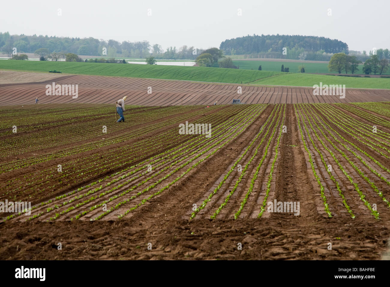 Field of crops with scarecrow Stock Photo - Alamy