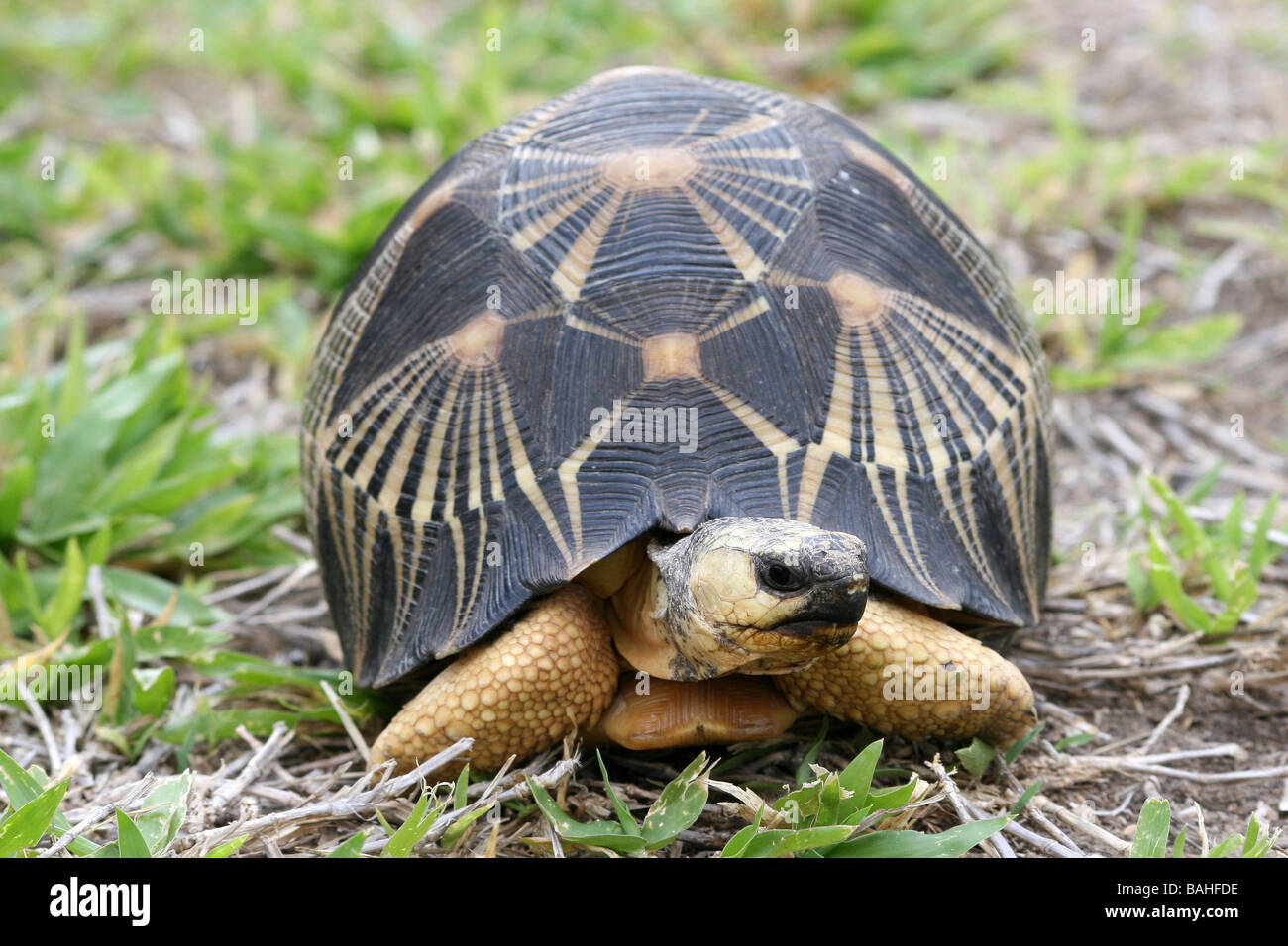 Front View Of Radiated Tortoise Astrochelys radiata On Grass In Isalo ...
