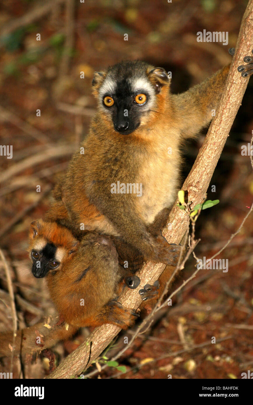 Red fronted brown lemur eulemur rufifrons hi-res stock photography and ...