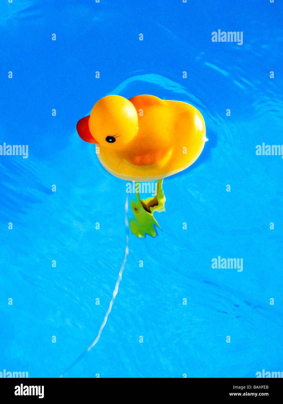 duck in the swimmingpool Stock Photo - Alamy