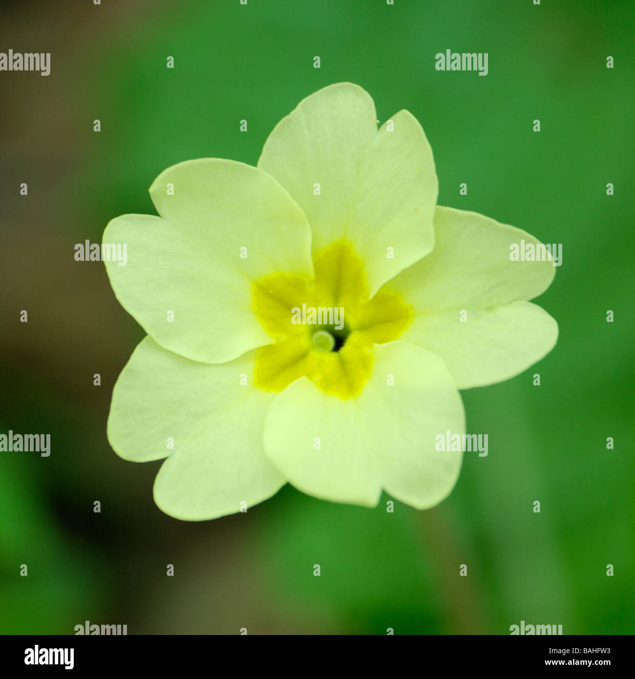 Primrose flower hi-res stock photography and images - Alamy