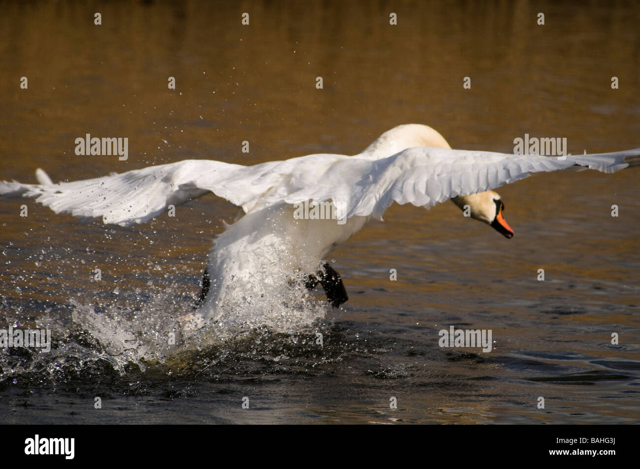 Mute swan taking off Stock Photo - Alamy