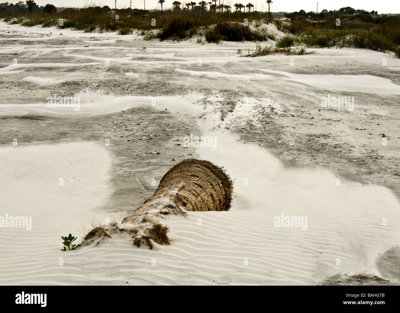 Palm tree trunk fallen over being buried by sand on a wind swept day ...
