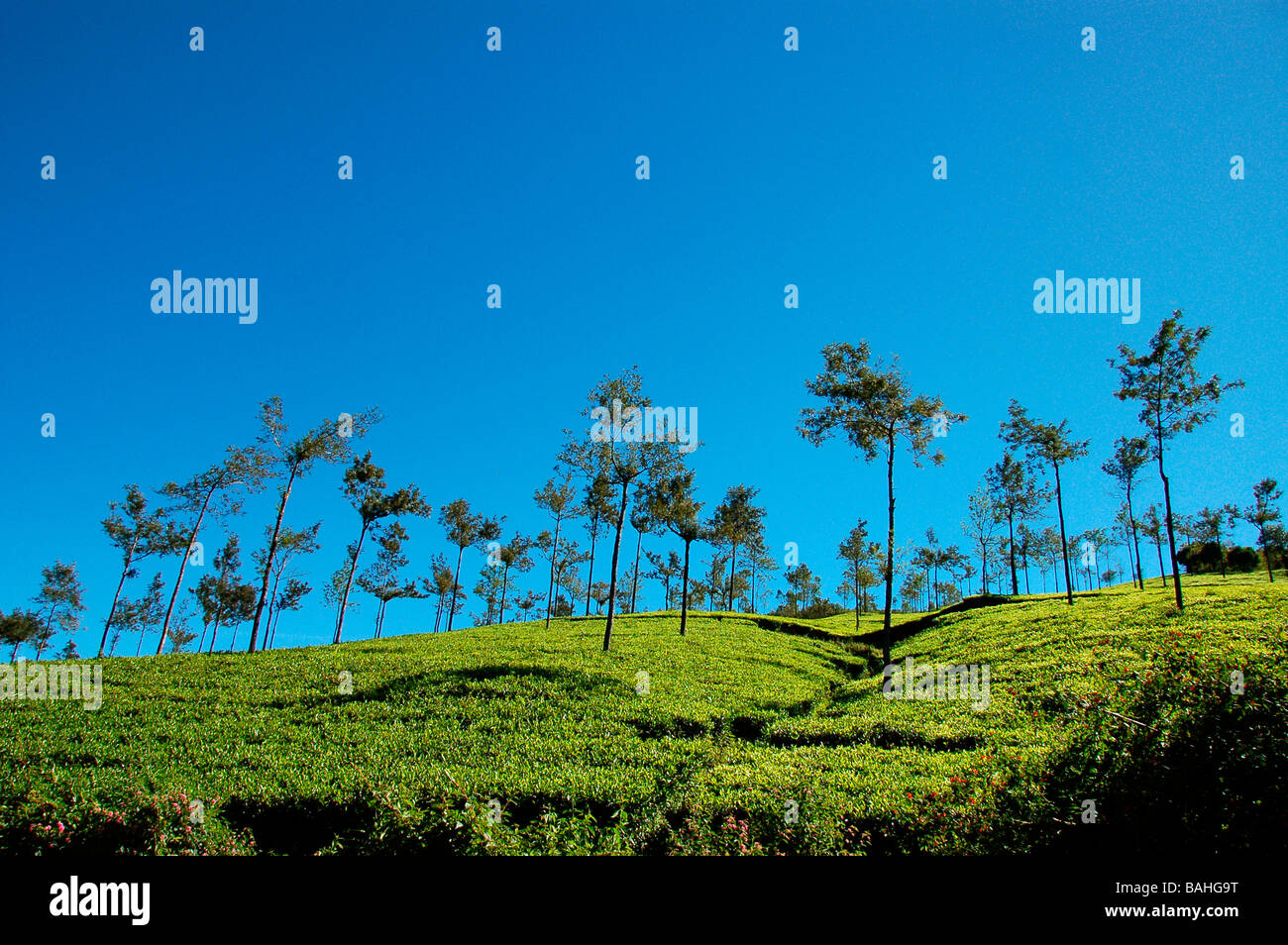 Munnar tea hi-res stock photography and images - Alamy