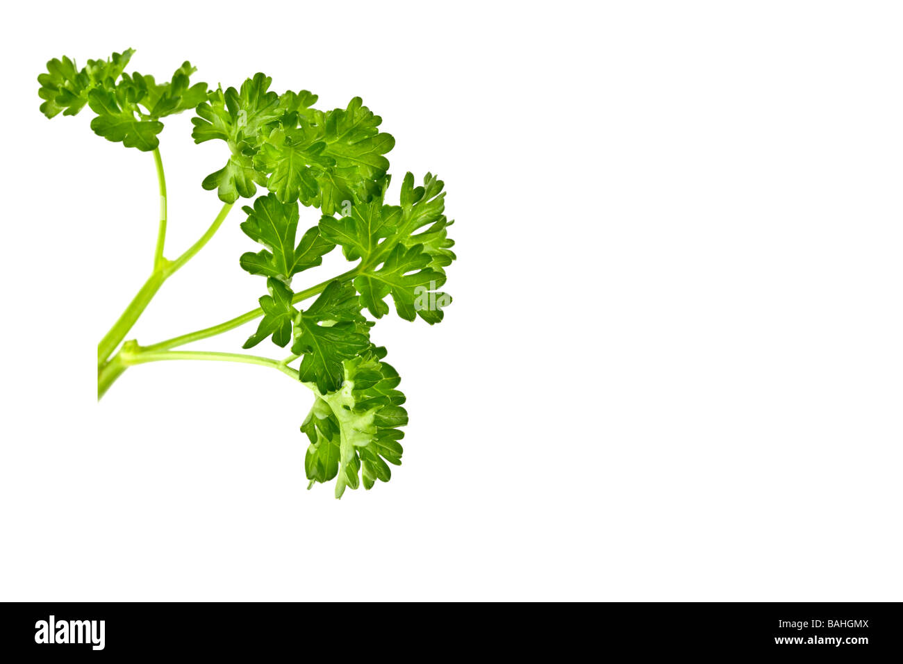 Sprig of parsley isolated on white with copy space Stock Photo - Alamy