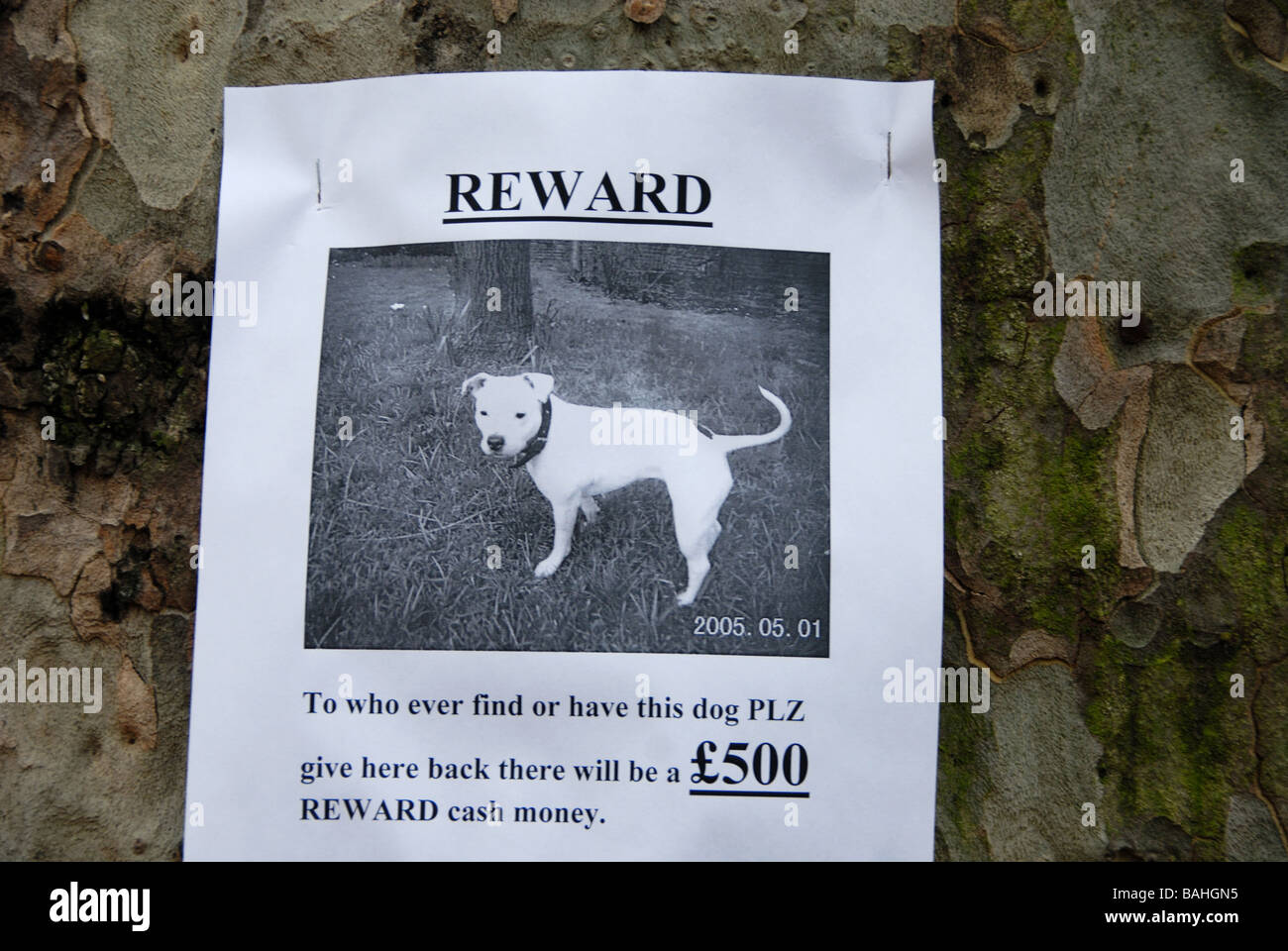 Hackney London Poster for lost dog appealing for help in finding him ...
