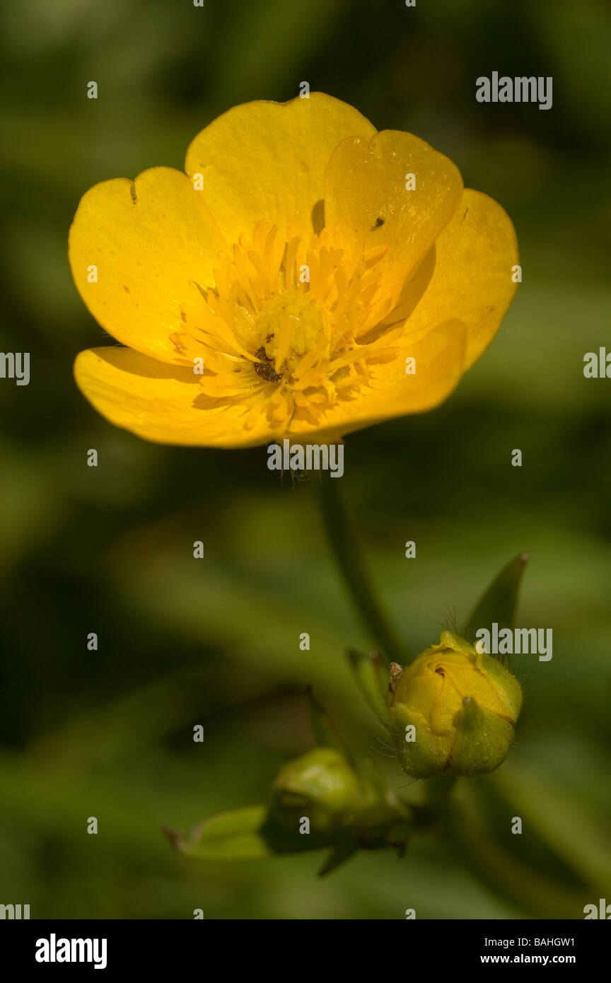 Creeping buttercup plants hi-res stock photography and images - Alamy