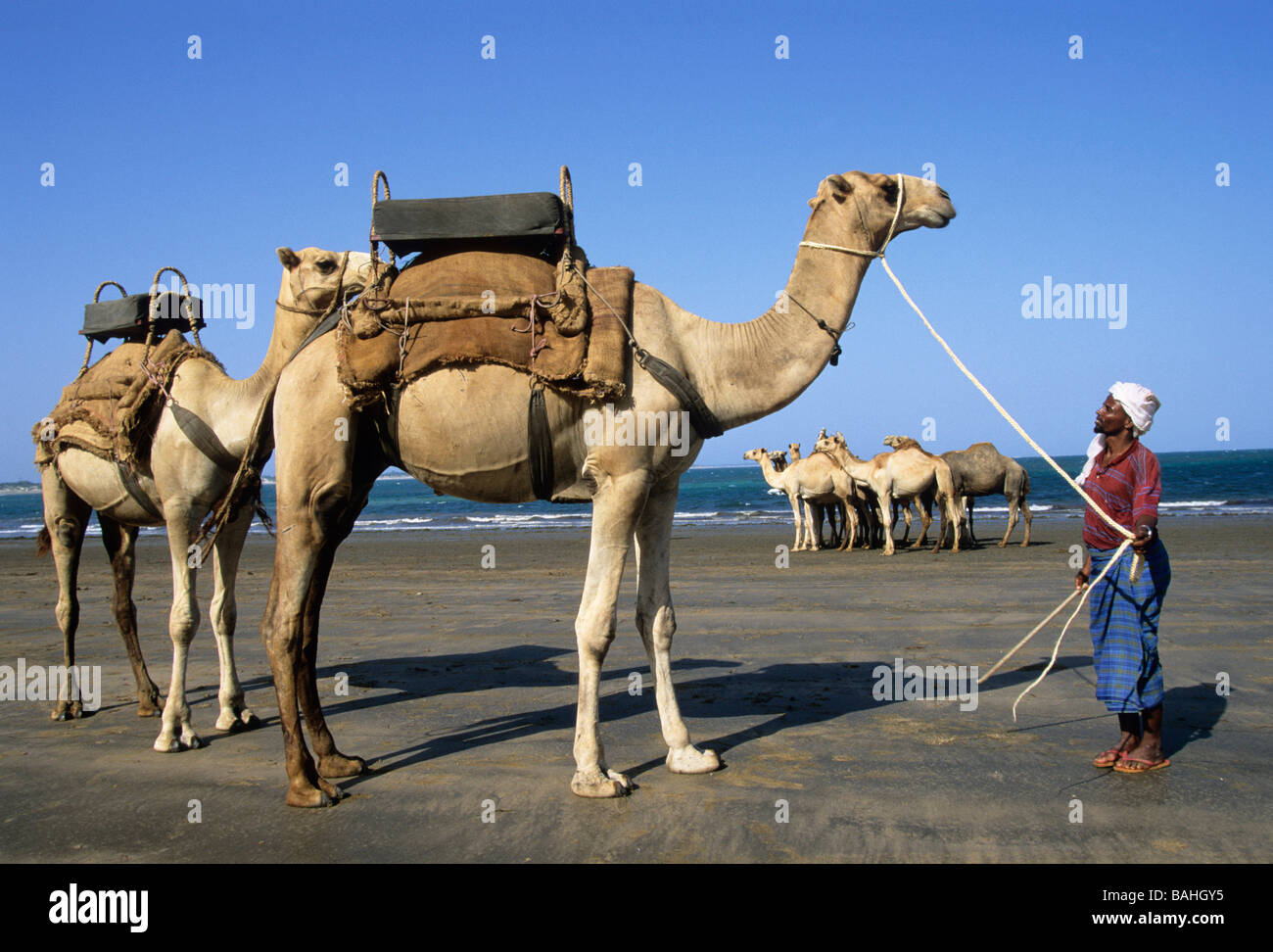 che shale, malindi, kenya, africa Stock Photo - Alamy