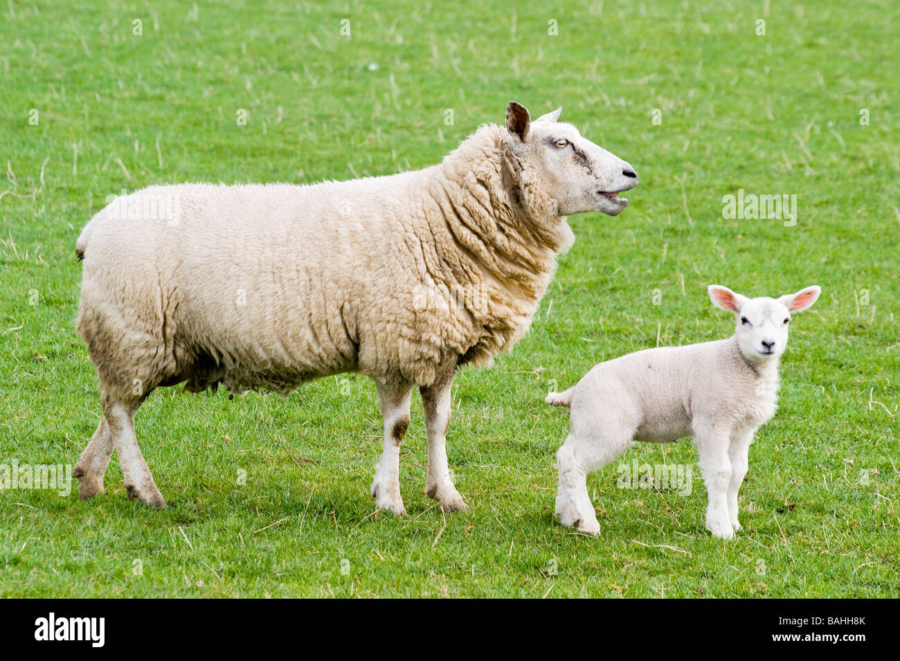 Female Sheep in the Peak District National Park Stock Photo - Alamy