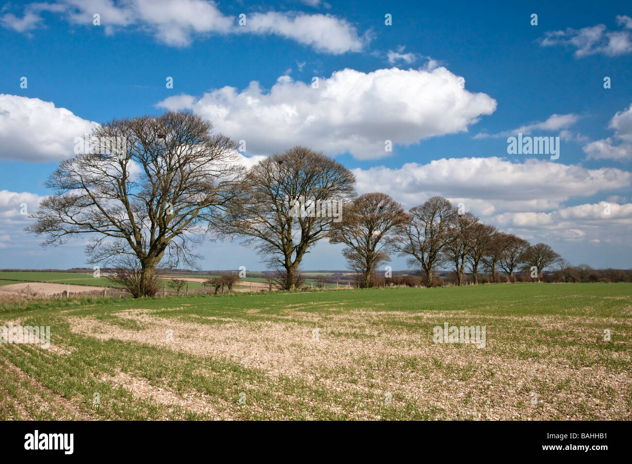 Line of Oak Trees with on leaves on the edge of a field near Wetwang ...
