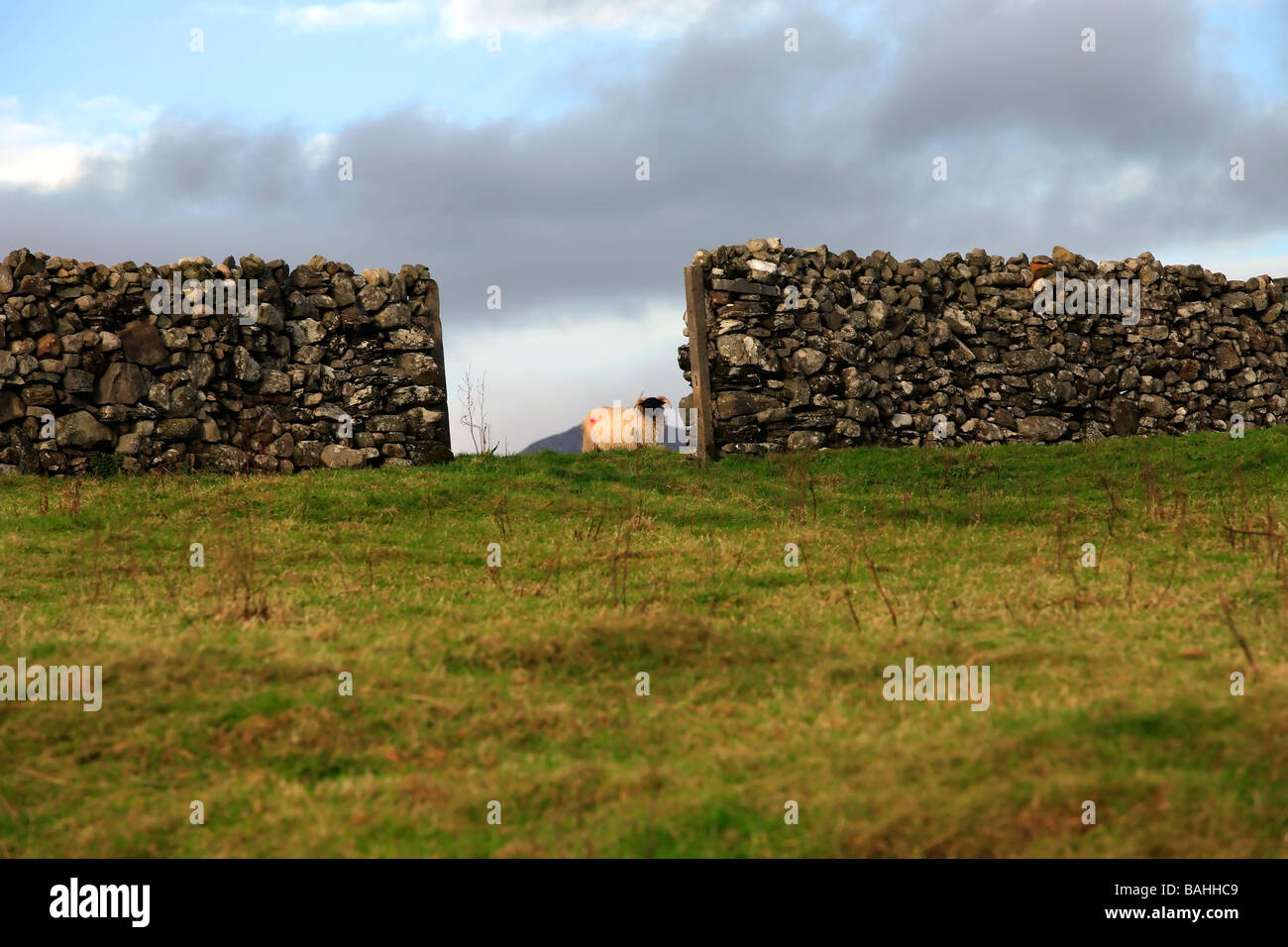 Sheep stone walls hi-res stock photography and images - Alamy
