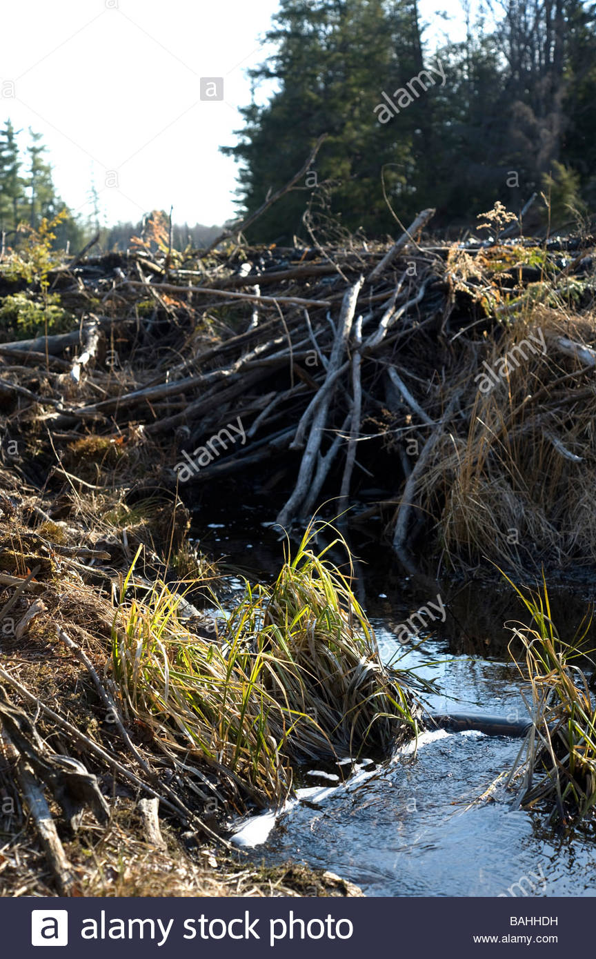 Castor Canadensis High Resolution Stock Photography and Images - Alamy