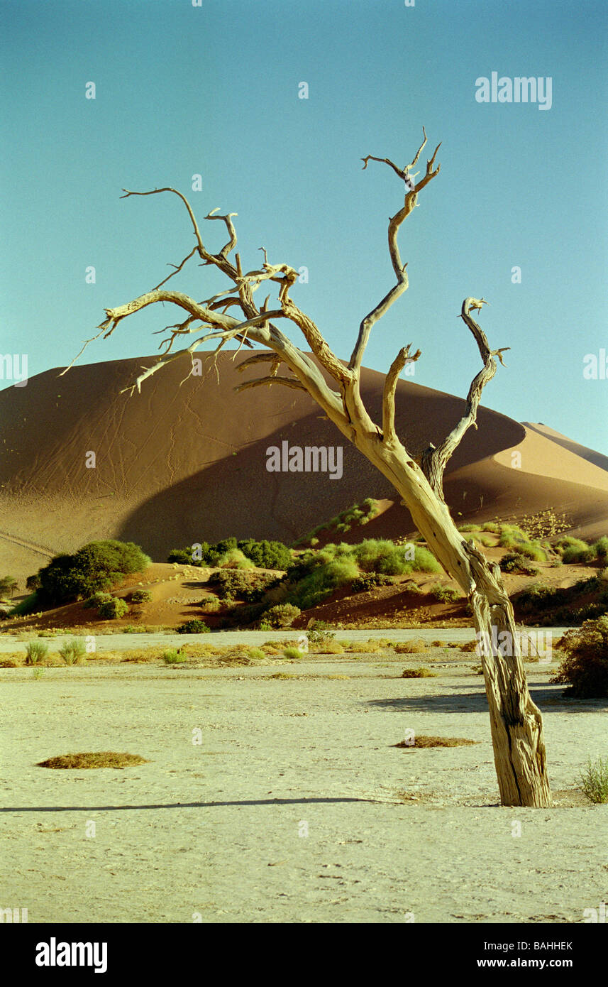 Dead tree in the sand dunes of Sossousvlei Namibia, Africa Stock Photo ...