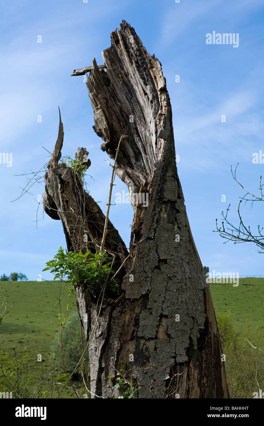 Lightning strike tree hi-res stock photography and images - Alamy