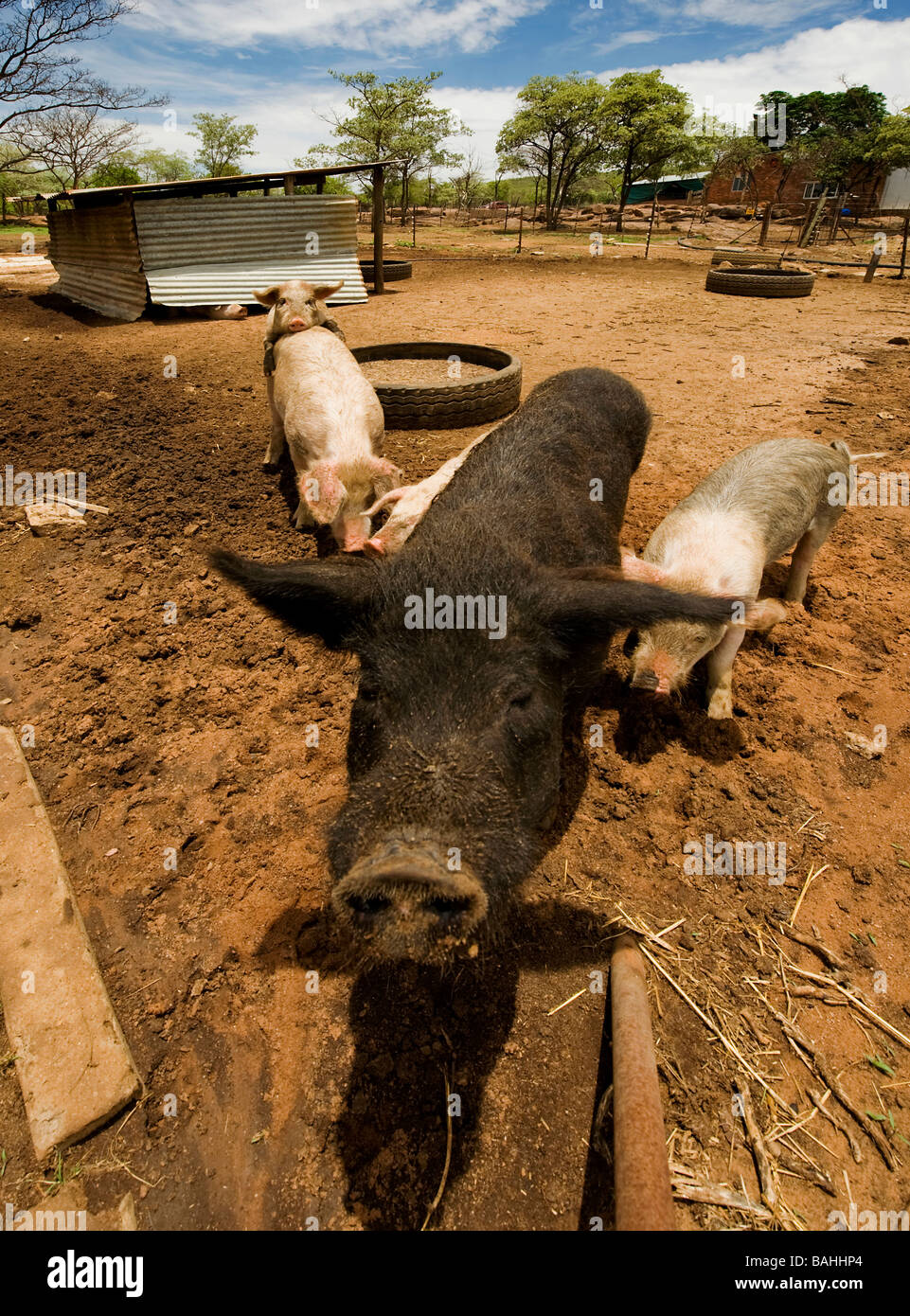 Pigs mating hi-res stock photography and images - Alamy