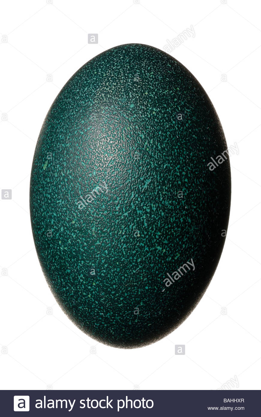 Emu Egg Stock Photos & Emu Egg Stock Images - Alamy