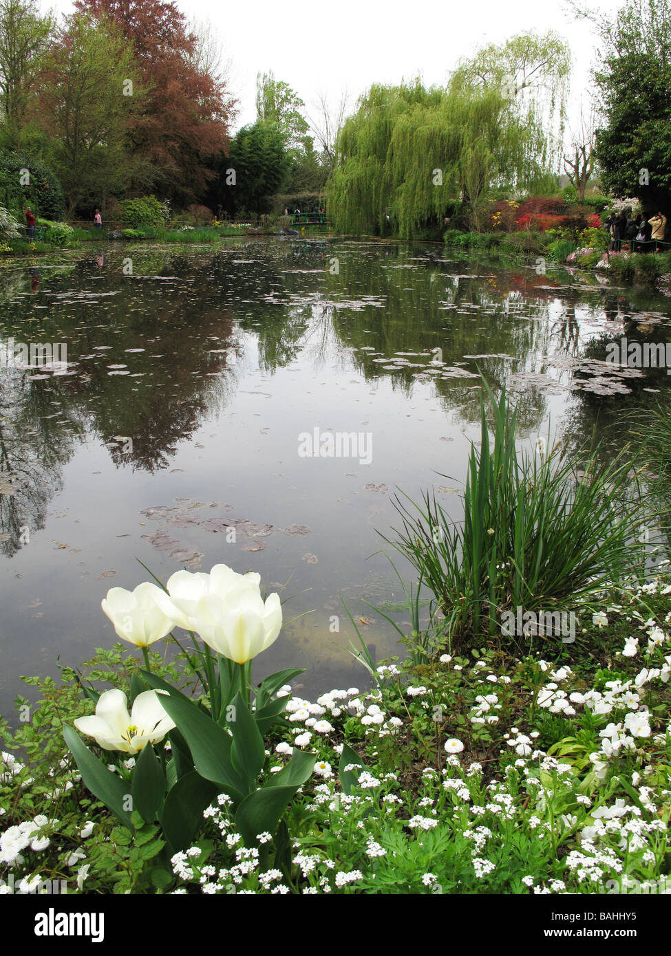 Pond with spring flowers Stock Photo - Alamy