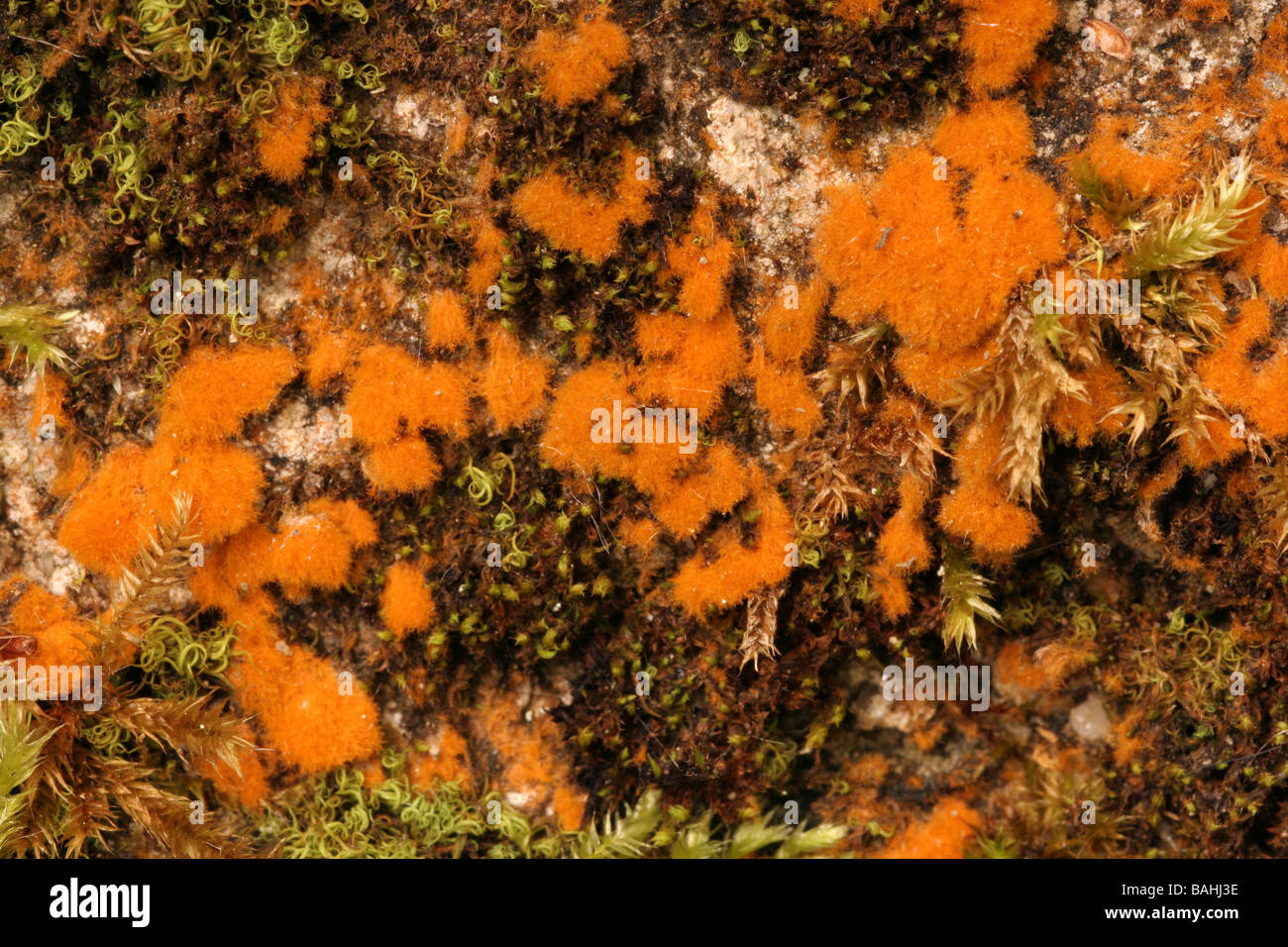 Alga Trentepohlia aurea on a wall UK Stock Photo - Alamy