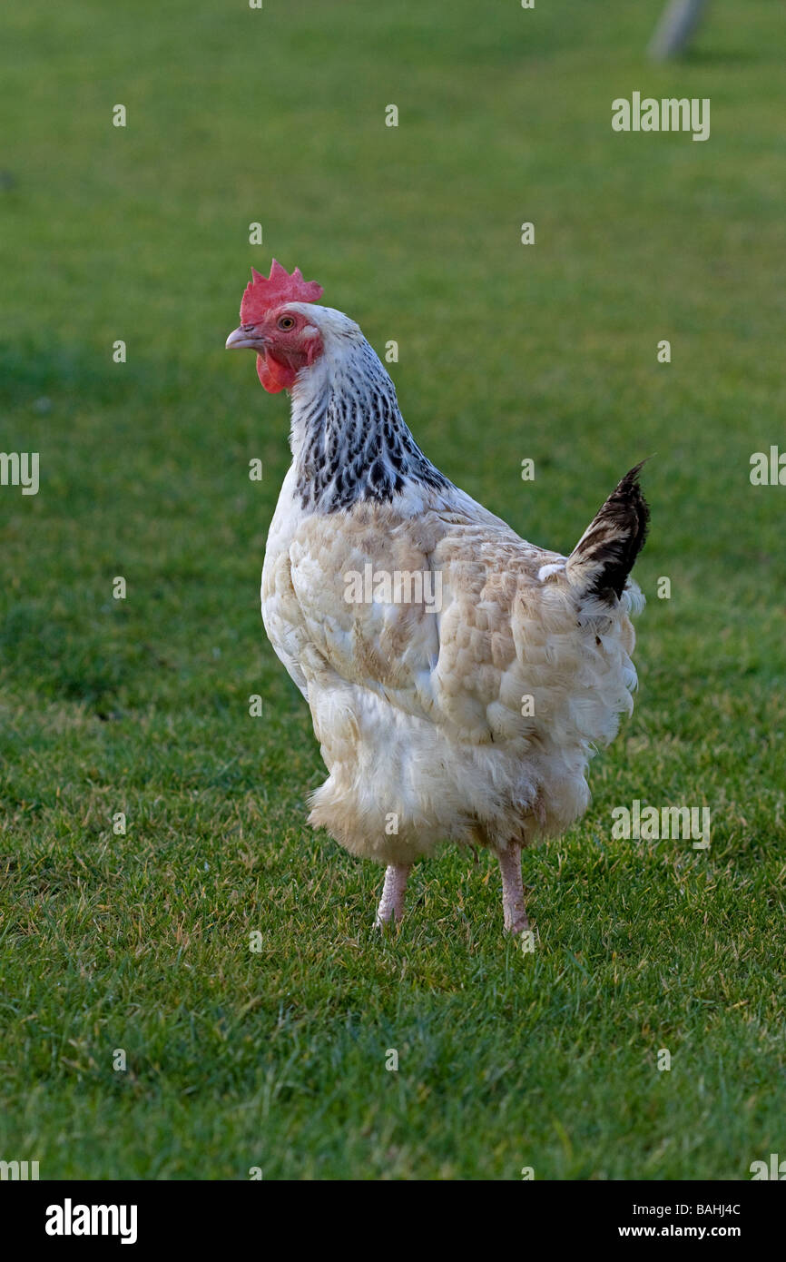 White Sussex Hen Stock Photo - Alamy