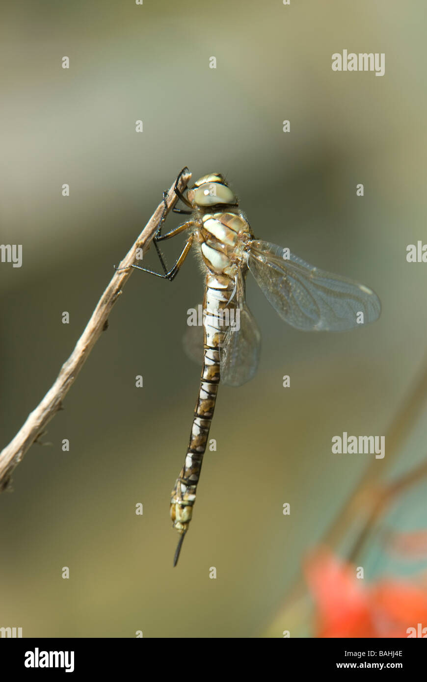Dragonfly at Rest Stock Photo - Alamy