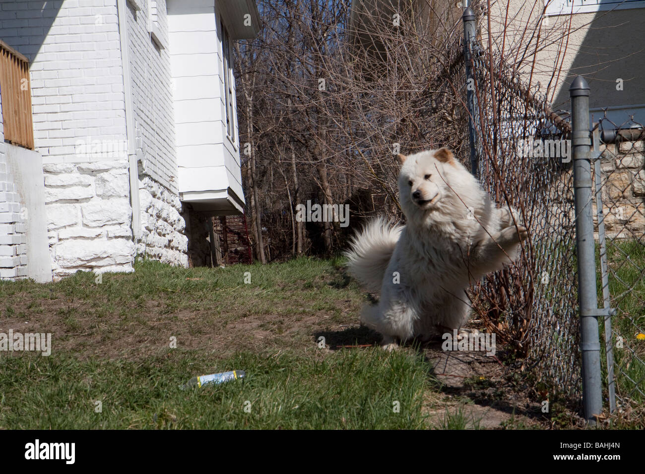 Guard dog at drug dealers house hi-res stock photography and images - Alamy