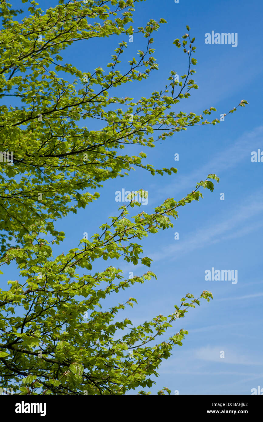 New growth on English Elm tree against blue skies in Spring Stock Photo ...