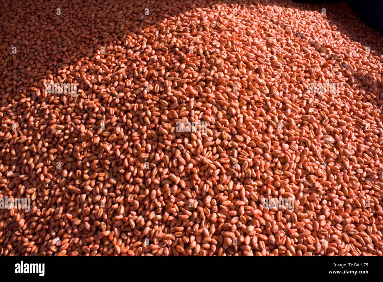 Drilling wheat chemical dressed Stock Photo - Alamy