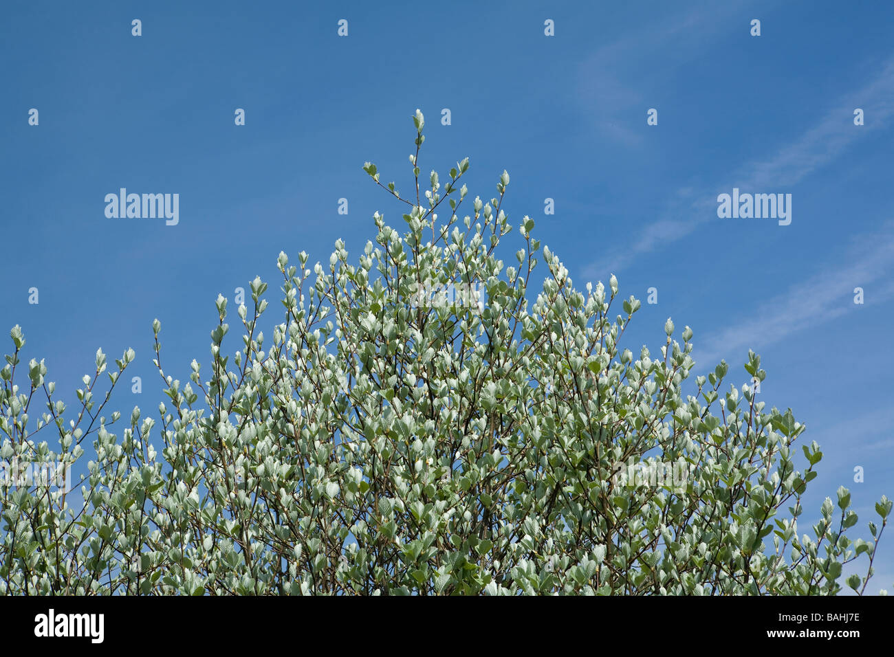 New growth on English Elm tree against blue skies in Spring Stock Photo ...