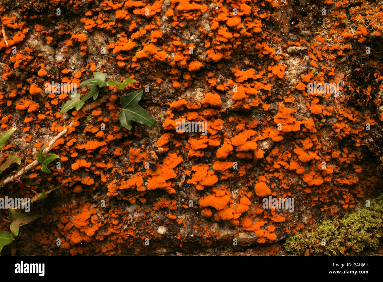 Orange algae hi-res stock photography and images - Alamy