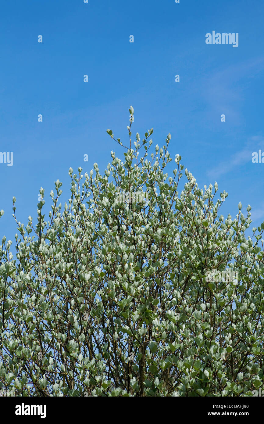 New growth on English Elm tree against blue skies in Spring Stock Photo ...