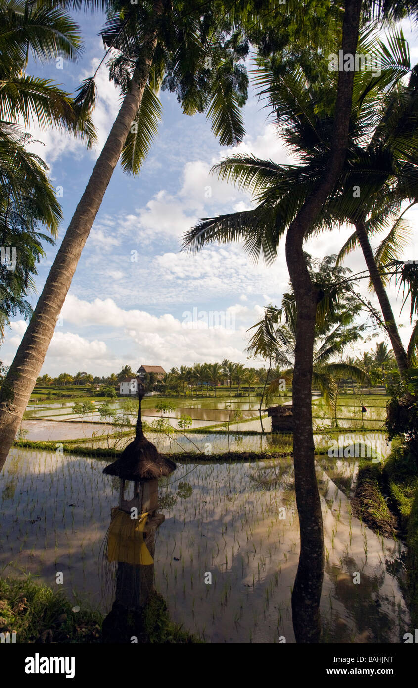 Bali rice fields hi-res stock photography and images - Alamy