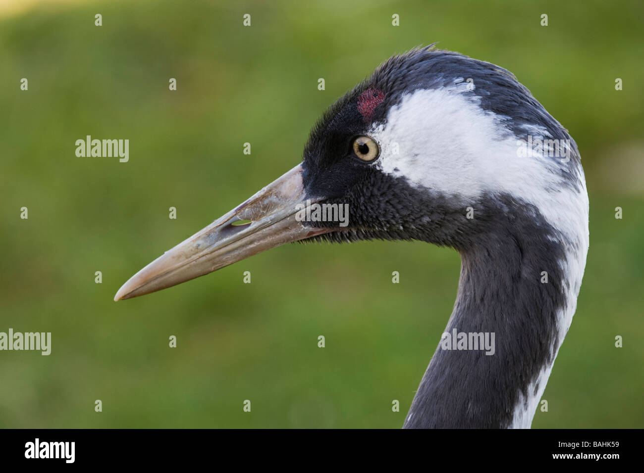 Norfolk Broads Birds Stock Photos & Norfolk Broads Birds Stock Images ...