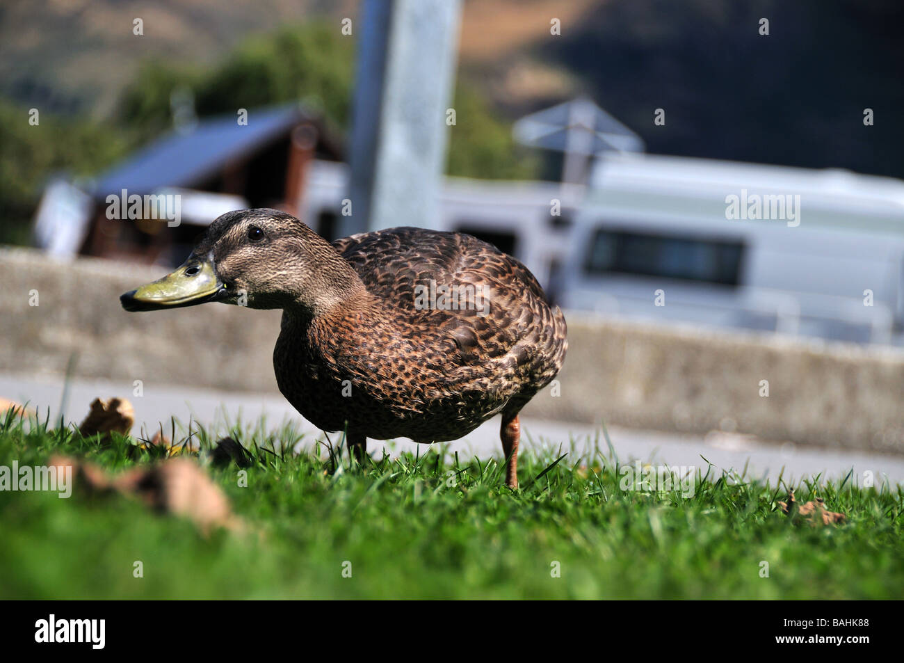 Scavanging Stock Photos & Scavanging Stock Images - Alamy
