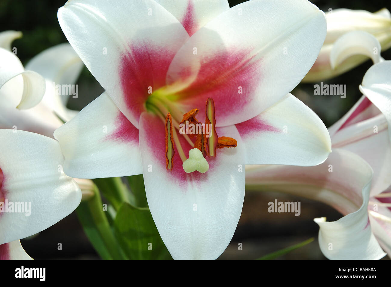 beautiful flower lily Stock Photo - Alamy