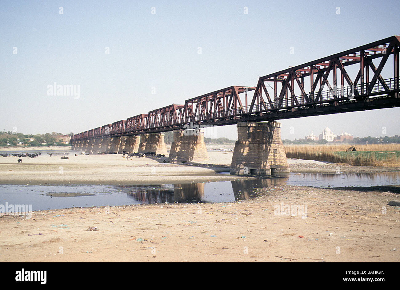 Multi-span railway bridge over the Jumna river near Agra, buffalo herd ...