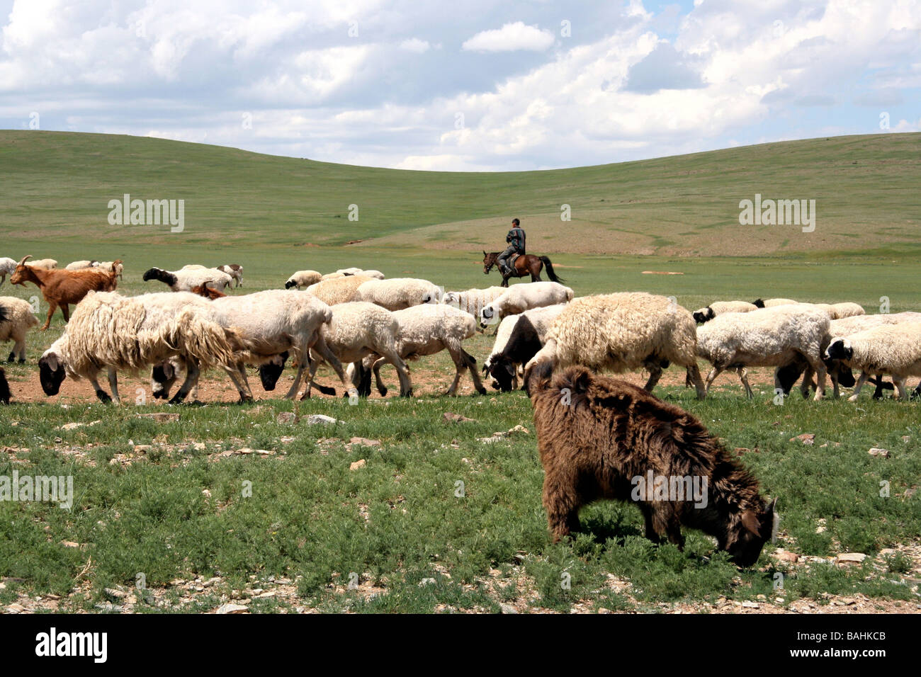 flock of sheep in Mongolia Stock Photo - Alamy